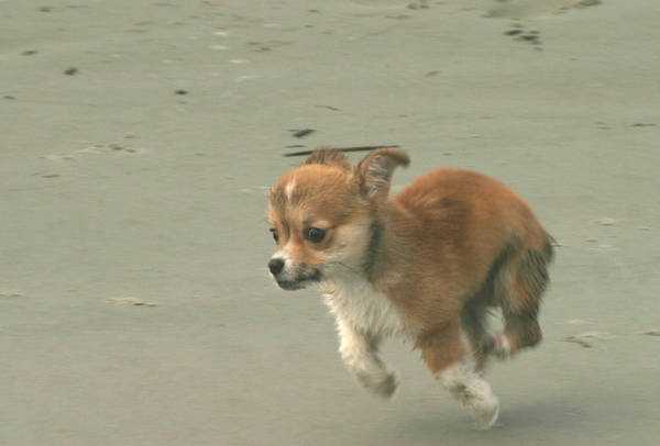 Running Rascal By Deidreofthesorrows On DeviantArt