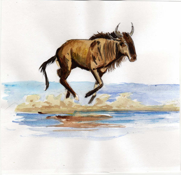 Wildebeest by bhishma on DeviantArt