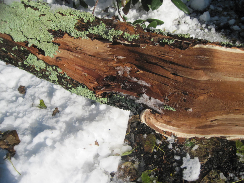 Close up on catalpa branch by Lark-Catalpa-Royal8 on DeviantArt Close up on catalpa branch by Lark-Catalpa-Royal8 on DeviantArt