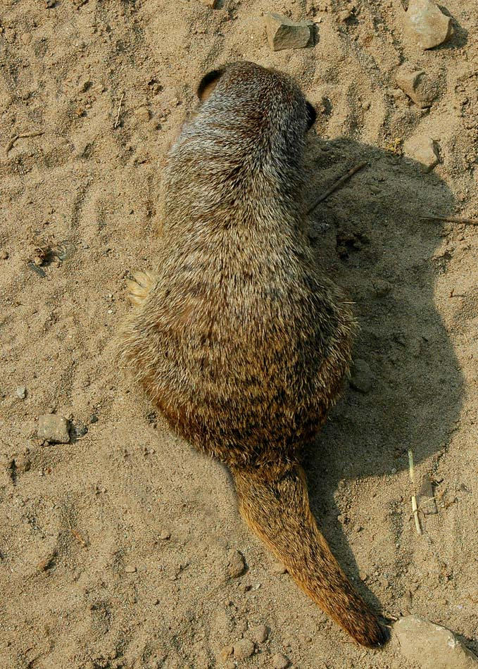 The Real 'Timon' by Hybrid-Hawk on DeviantArt