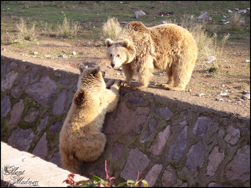 Pretty bears by sil1321 on DeviantArt