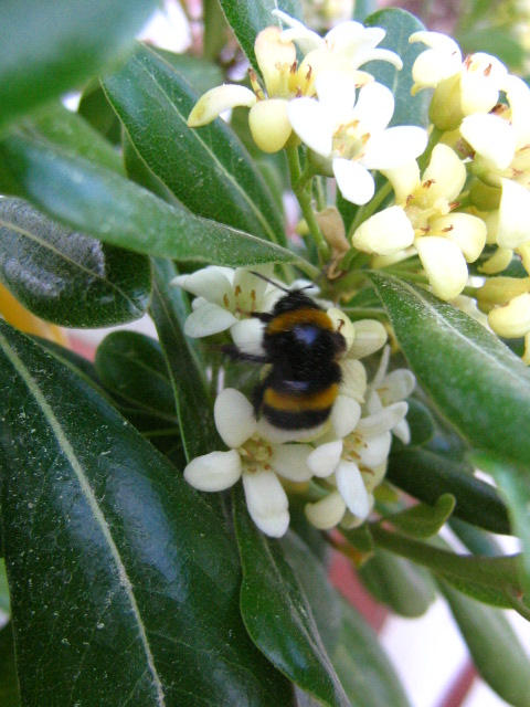 dizzy bee by sternlet on DeviantArt