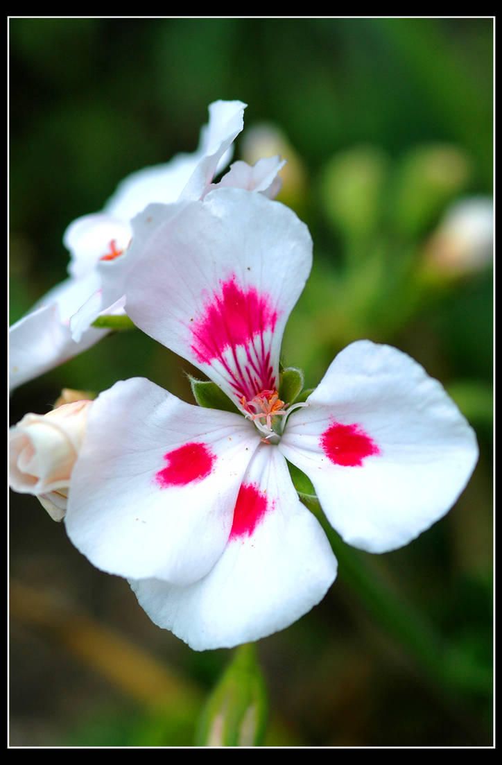 Spotted Flower by BandGeek9723 on DeviantArt