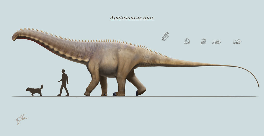 Apatosaurus ajax by Saulcontilde on DeviantArt Apatosaurus ajax by Saulcontilde on DeviantArt