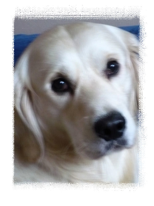 My beloved by ShuShman on DeviantArt