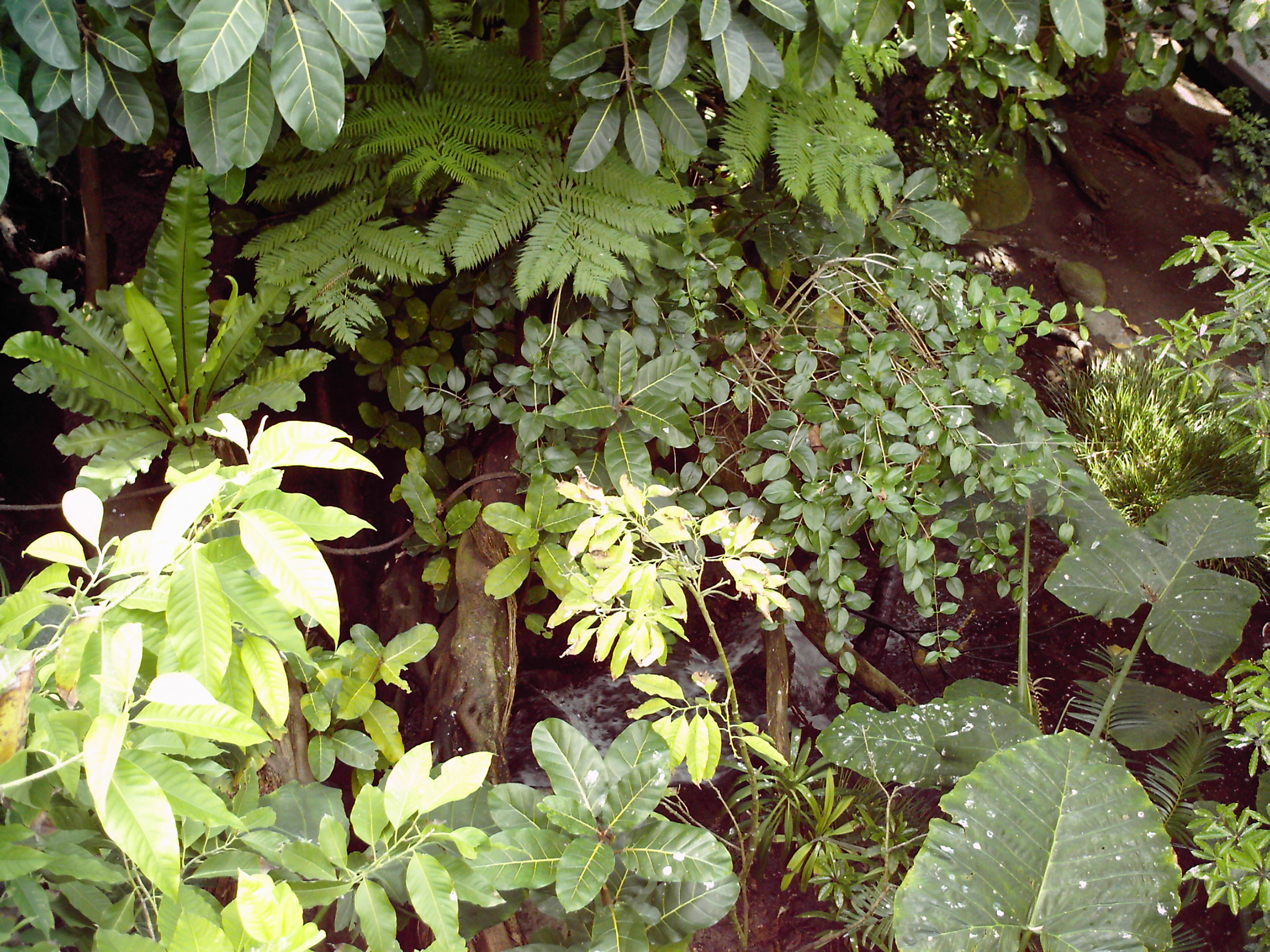 zoo plants by vanifox on DeviantArt