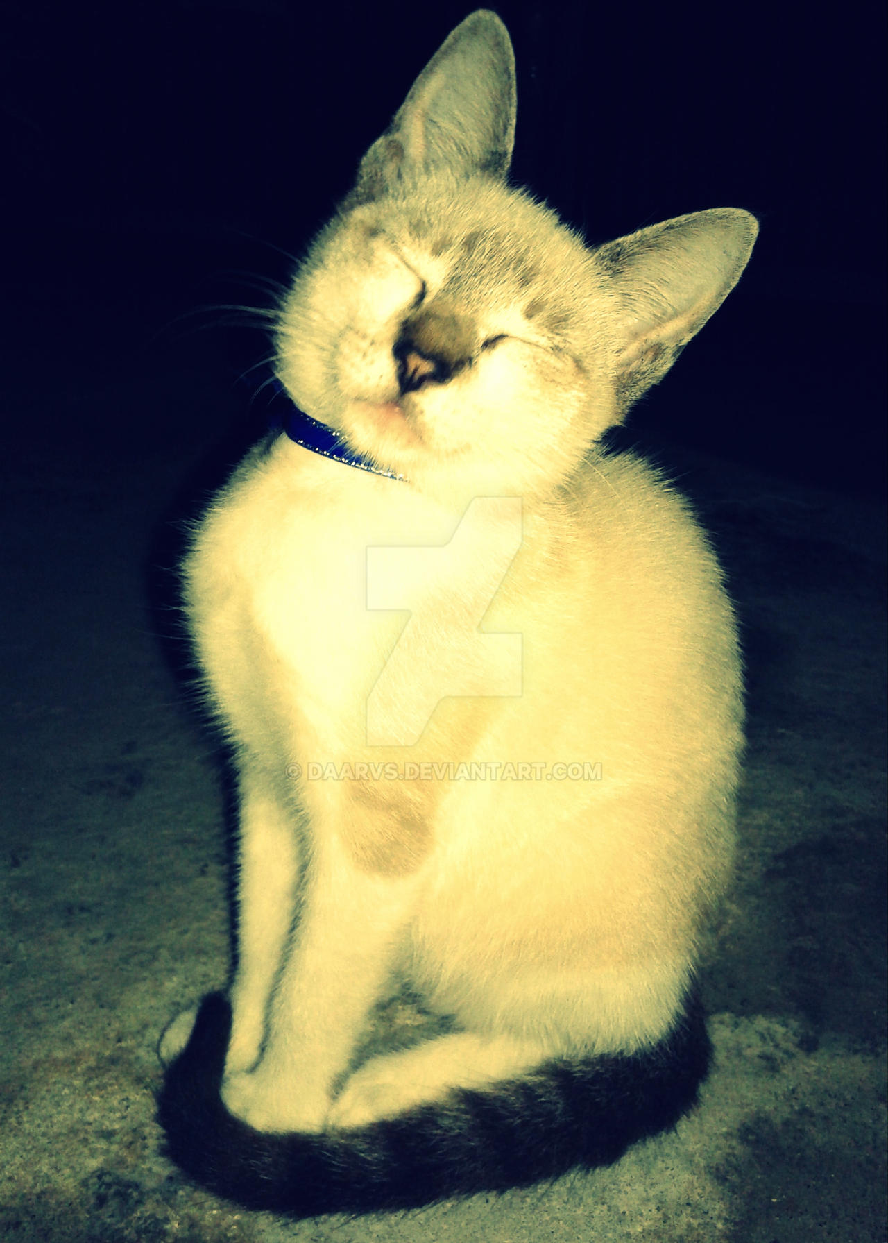 Semi Siamese Cat by DAARVS on DeviantArt Semi Siamese Cat by DAARVS on DeviantArt