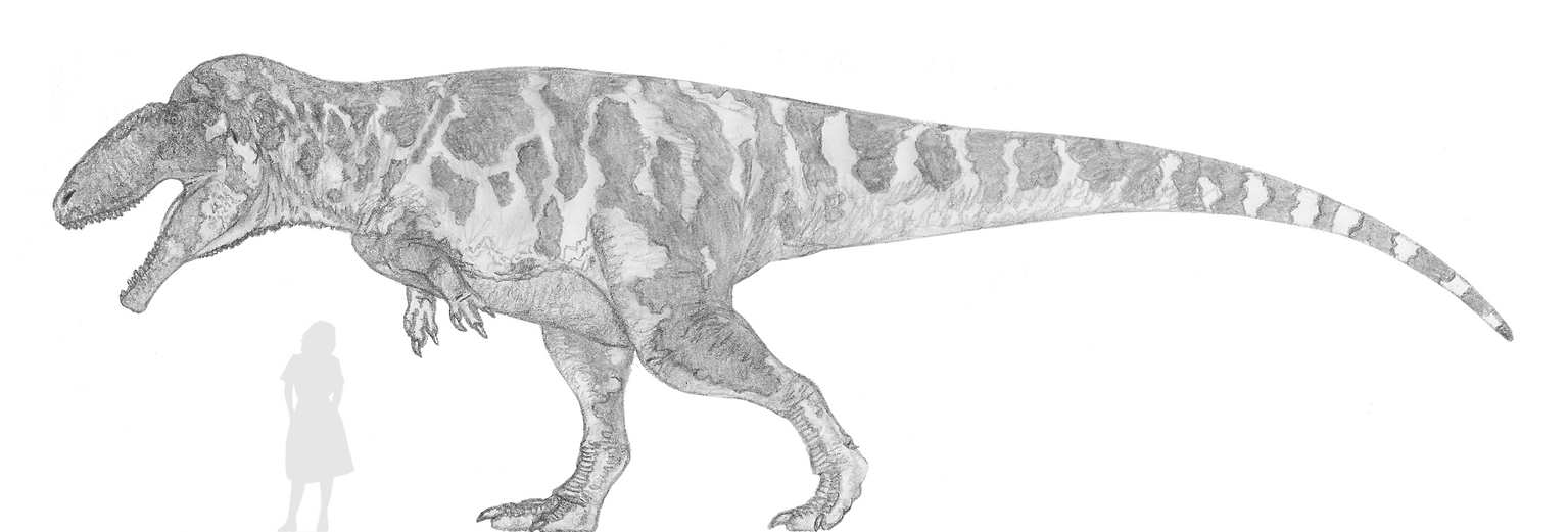 Explore the Best Carcharodontosaurus Art | DeviantArt Explore the Best Carcharodontosaurus Art | DeviantArt