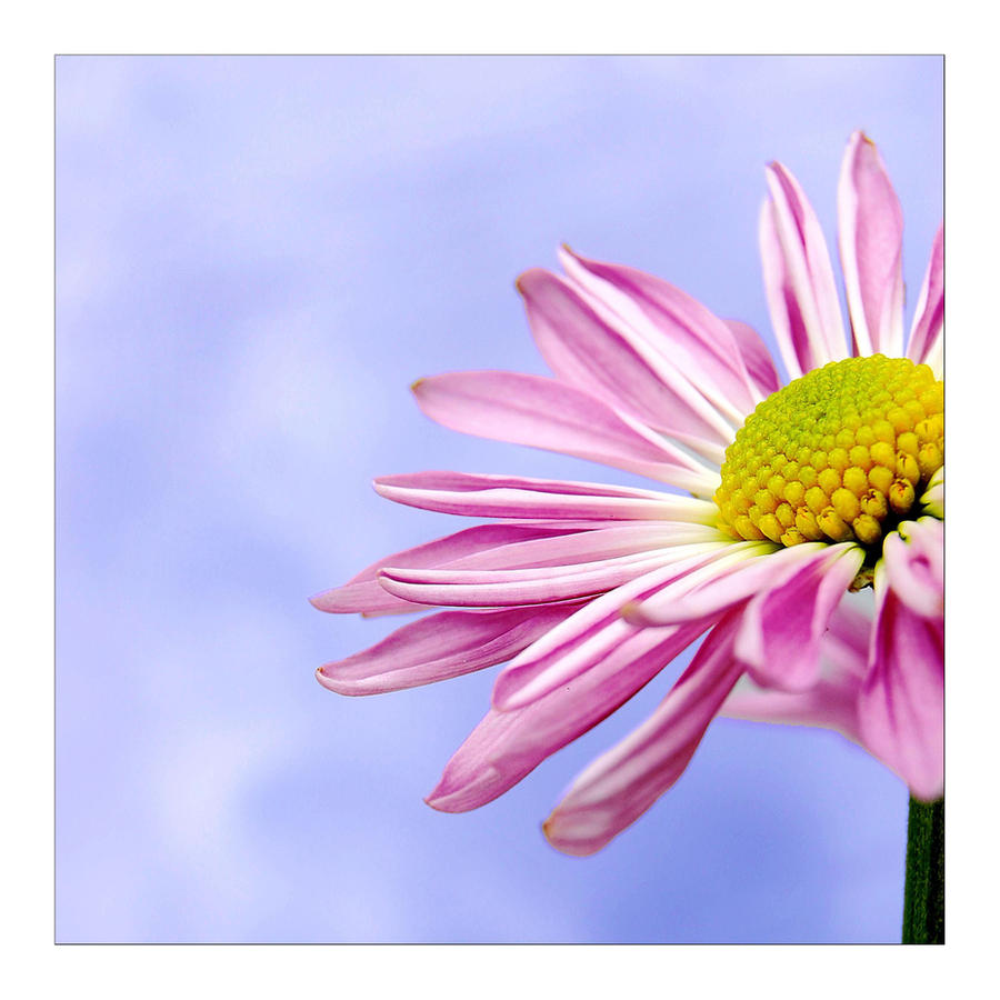 Daisy Sky By Insaneone On Deviantart