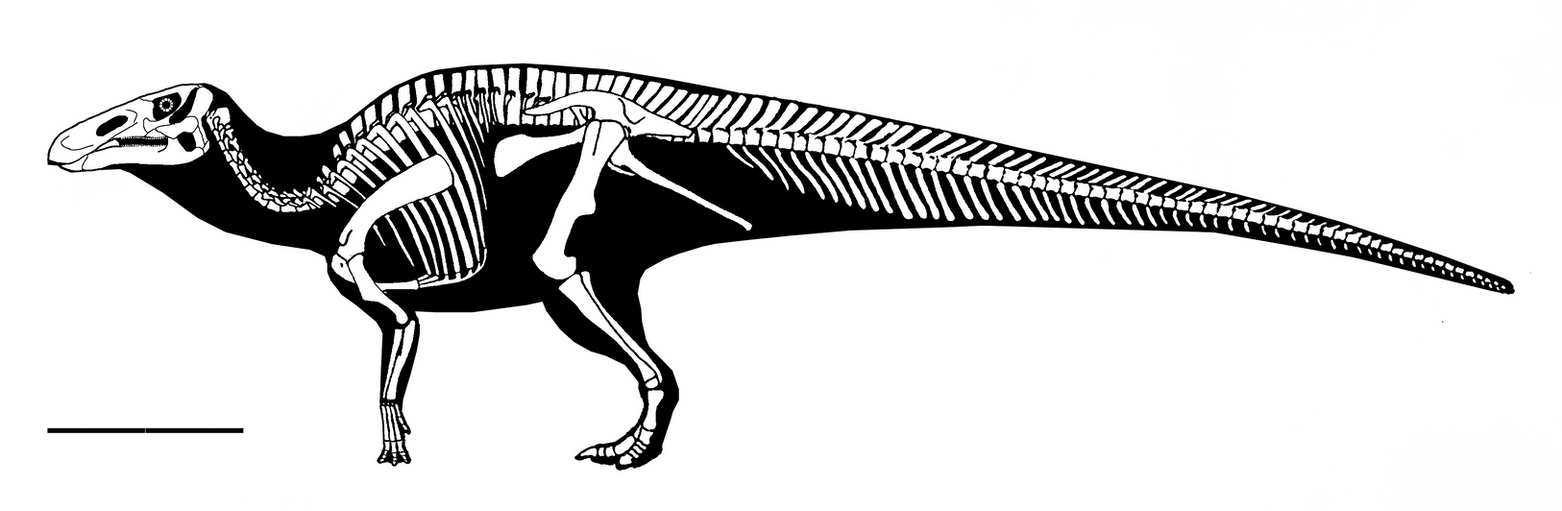 Edmontosaurus Annectens / Skeletal by MrSamosaurus on DeviantArt Edmontosaurus Annectens / Skeletal by MrSamosaurus on DeviantArt
