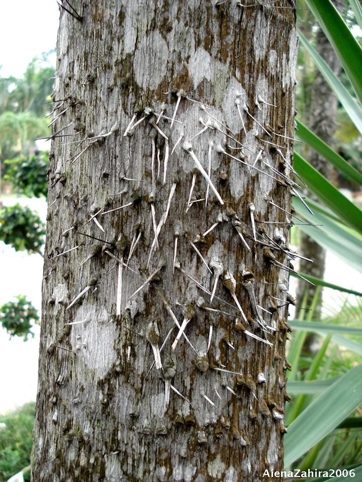 Nibong tree by aienazahira on DeviantArt