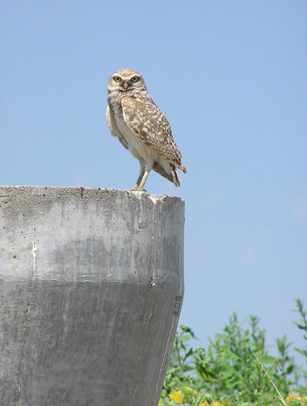 Cement Perch II by SunSpriteRaven on DeviantArt