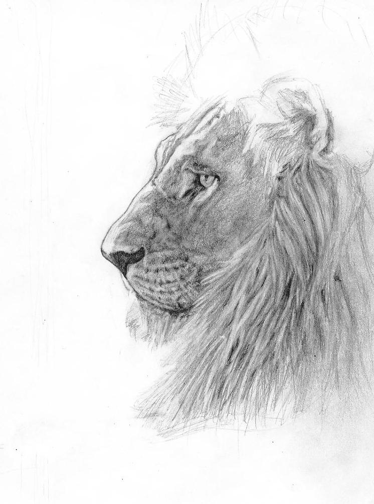 Unfinished Lion by ChayaA on DeviantArt Unfinished Lion by ChayaA on DeviantArt