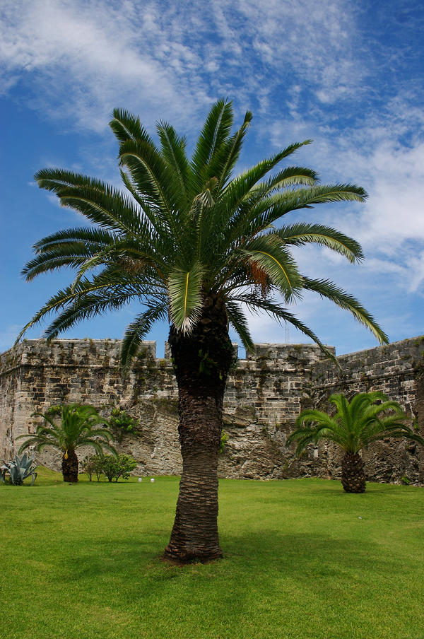 Scaur Hill Fort Palm by DreAminginDigITal on DeviantArt