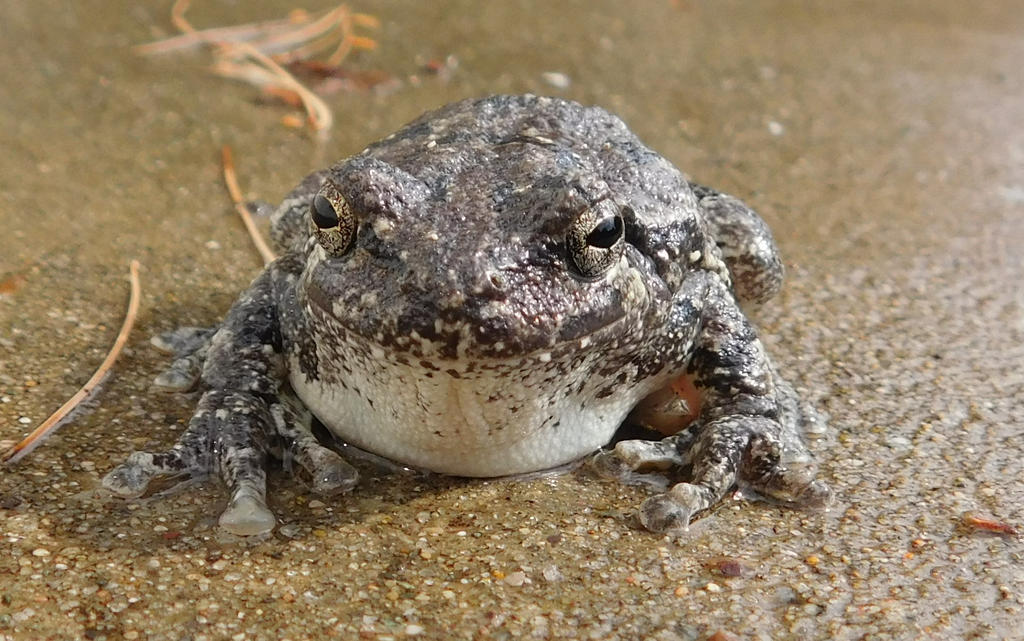 Eastern Grey Tree Frog By Smoooovey On DeviantArt eastern-grey-tree-frog-by-smoooovey-on-deviantart