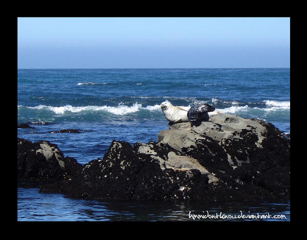 Seals by hmmidontknow on DeviantArt