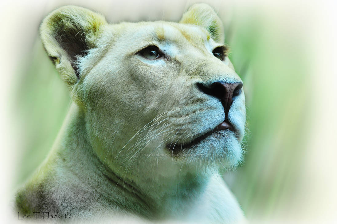 White Lioness By Photoflacky On Deviantart