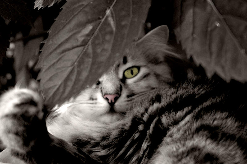 kedi fotografi by ruh on DeviantArt