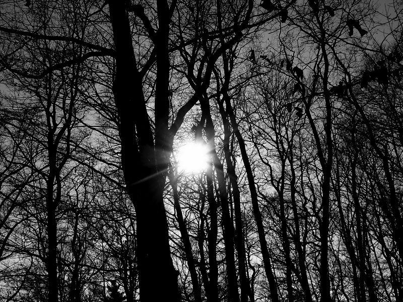 sun between trees part 3 by bettman on DeviantArt