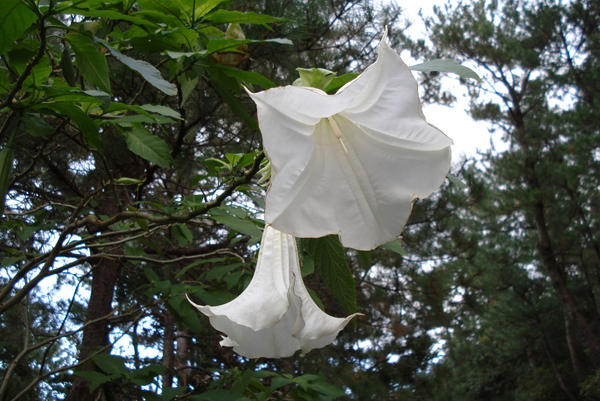 random white flowers by life-of-a-stray on DeviantArt
