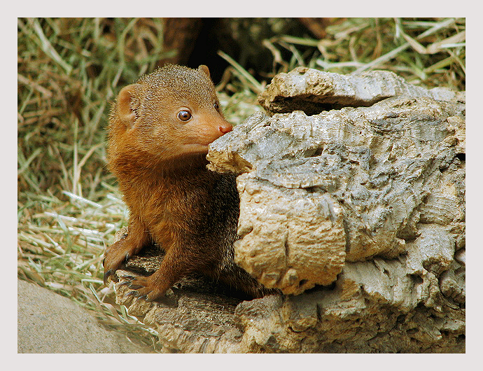 Mangusti by sann-na on DeviantArt