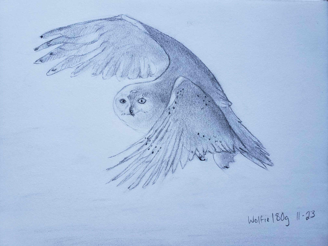 Snowy Owl By Wolfie180g On Deviantart