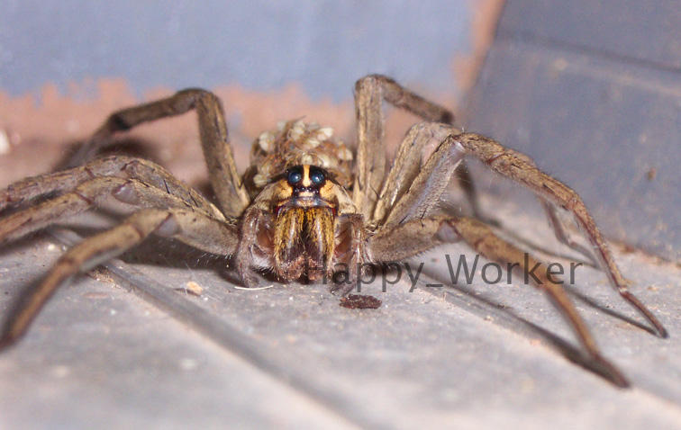Wolf Spider--Close up by HappyWorker on DeviantArt
