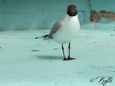 Larus Ridibundus by xKyllix on DeviantArt
