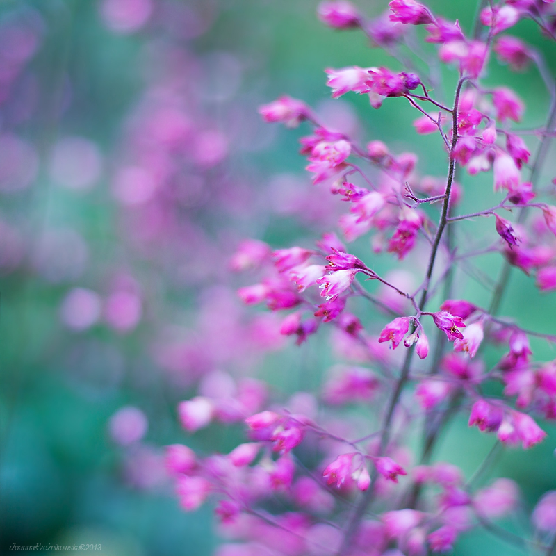 Secret Garden Ix By Joannarzeznikowska On Deviantart