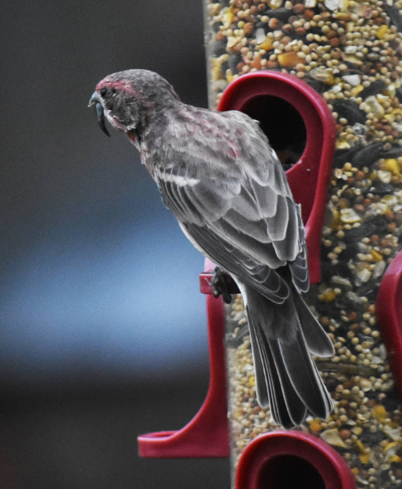 Male House Finch At Feeder In September 4 By Haleygottardo On Deviantart