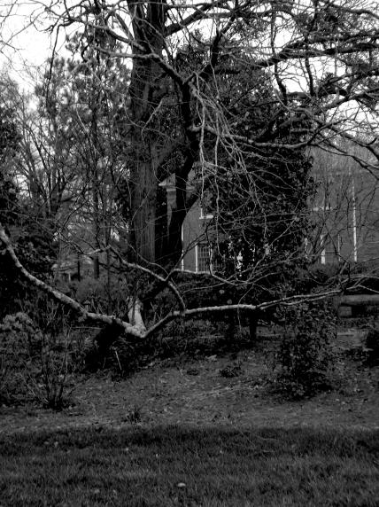 Emo Tree 2 by arachno-allie on DeviantArt