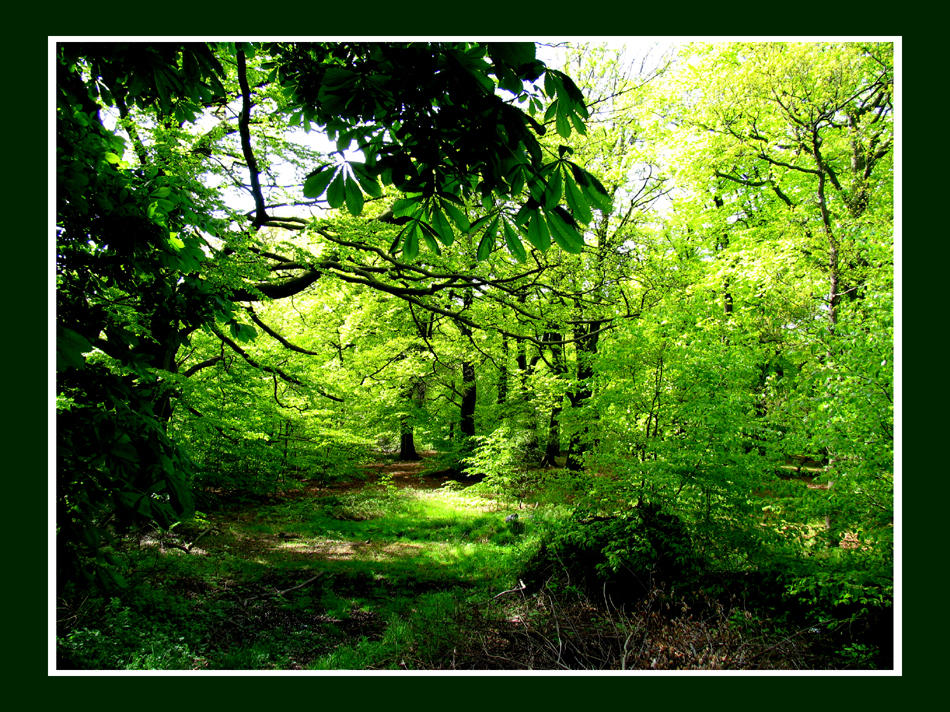 The Green Peace By Paddimir On Deviantart