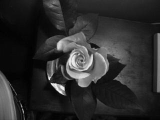 gray rose by supersonicXoverdrive on DeviantArt