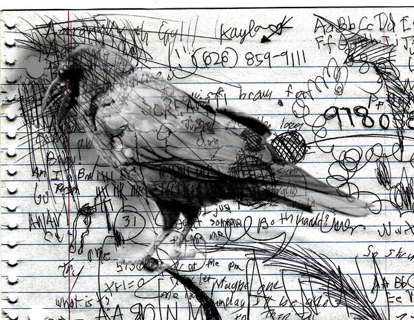 Scrible Bird by Pheonix34 on DeviantArt