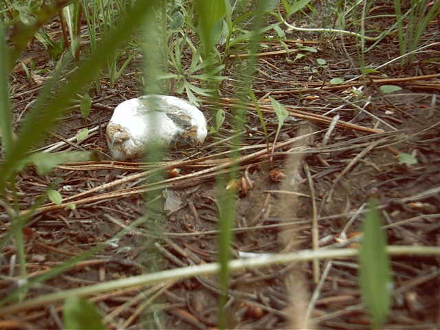 White Goddess by Kimi-kimimela on DeviantArt