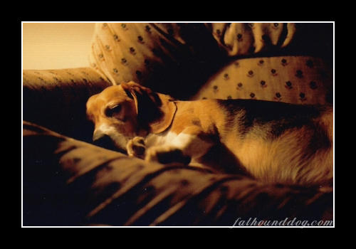 Fat Hound, 9 by snickiesnackie on DeviantArt