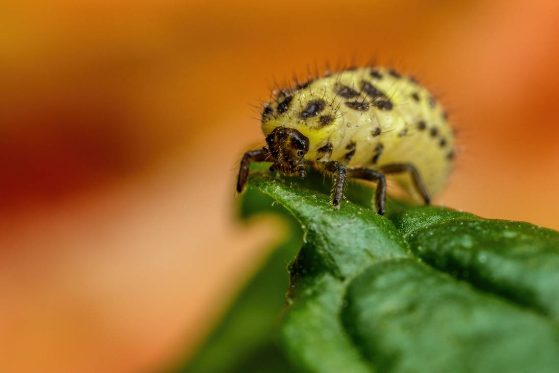 22 Spot Ladybug Larva By Dalantech On Deviantart
