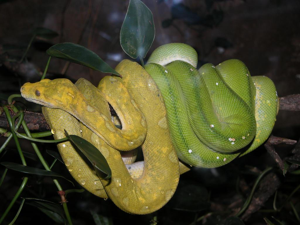 Auzzie Snakes by bonestar on DeviantArt