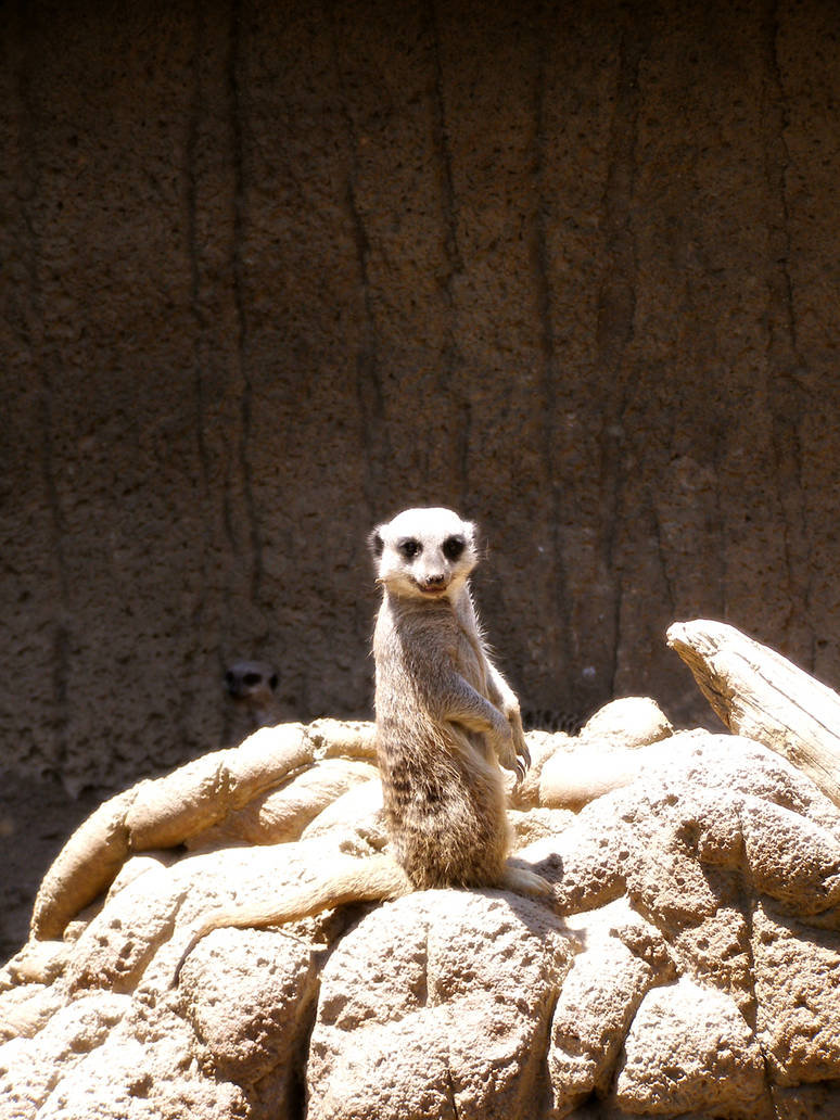 meerkat 01 by gantography on DeviantArt