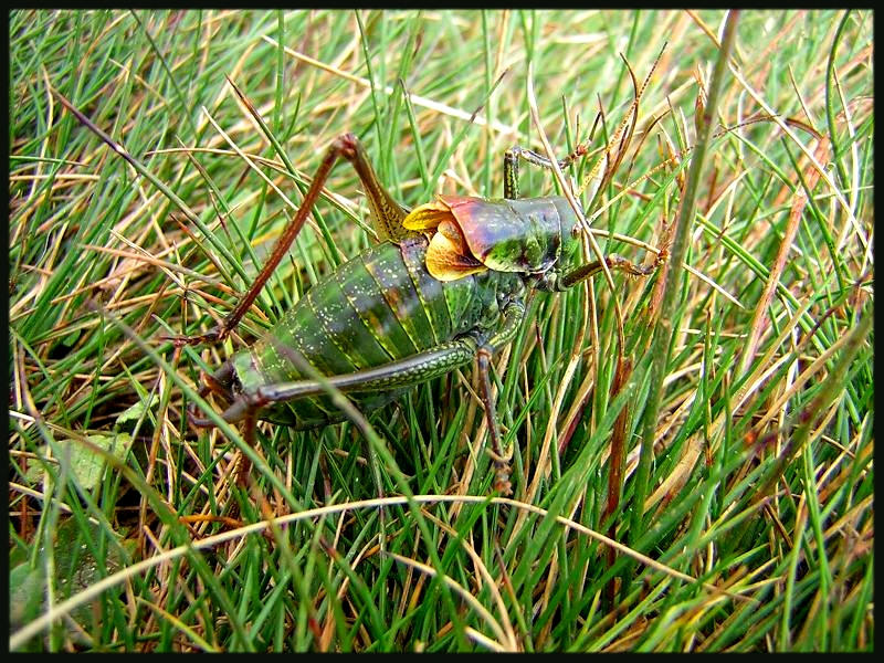 the grass is alive... by earthlab on DeviantArt