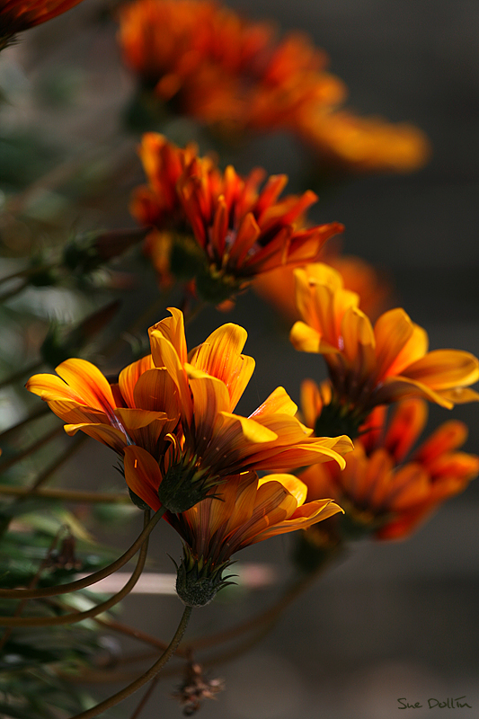 Zingers by suedollin on DeviantArt