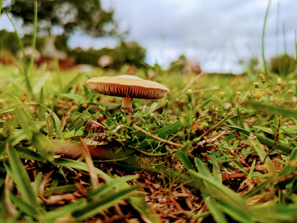 Shroom Gloom by ImmortalxLuminous on DeviantArt Shroom Gloom by ImmortalxLuminous on DeviantArt