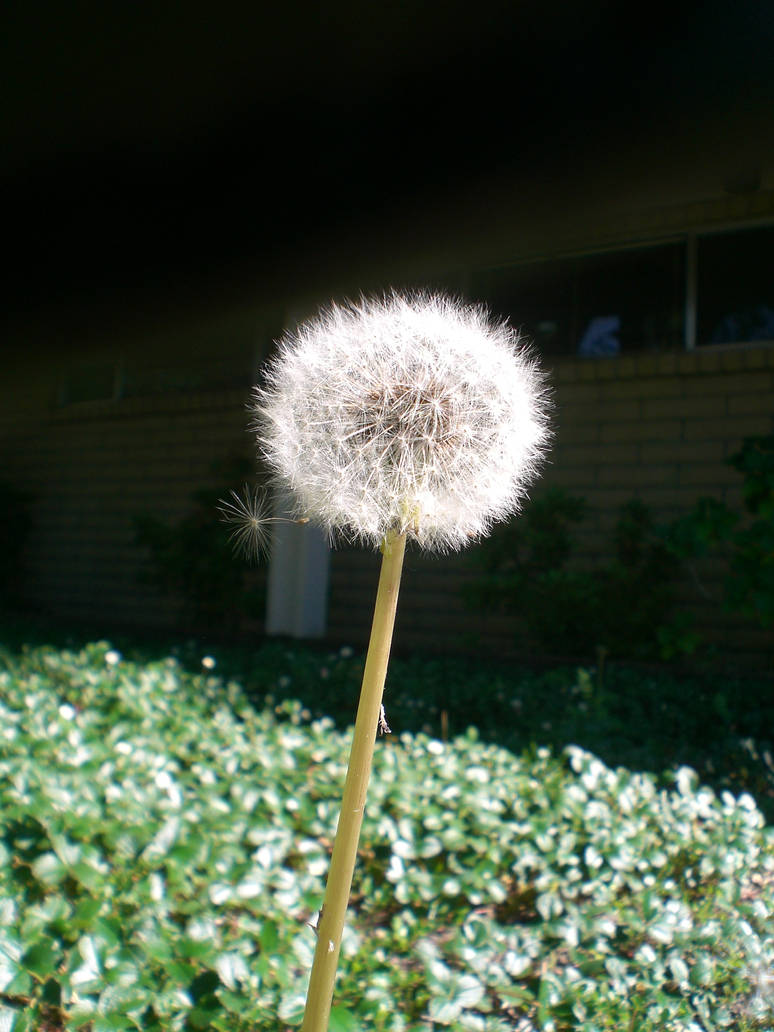 Dandilion by Samatoru on DeviantArt Dandilion by Samatoru on DeviantArt