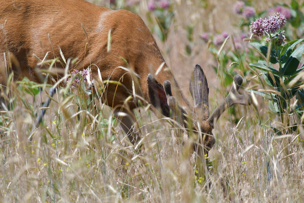 Mule Deer Buck 017 By Justmetd On Deviantart