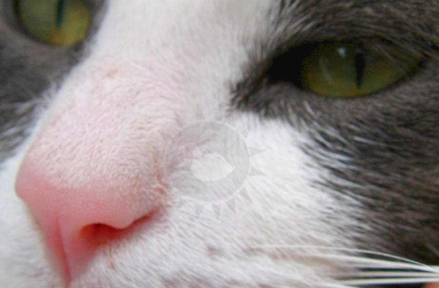 Oh Nose By Linderel On Deviantart
