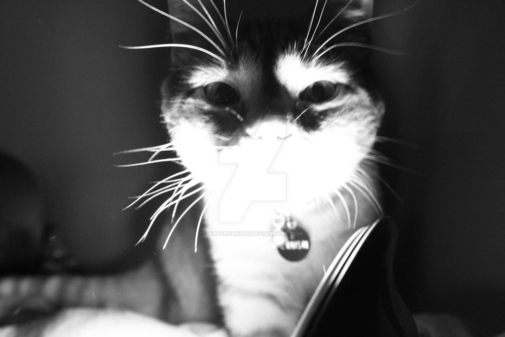 Evil Feline By Artfreak000 On DeviantArt evil-feline-by-artfreak000-on-deviantart