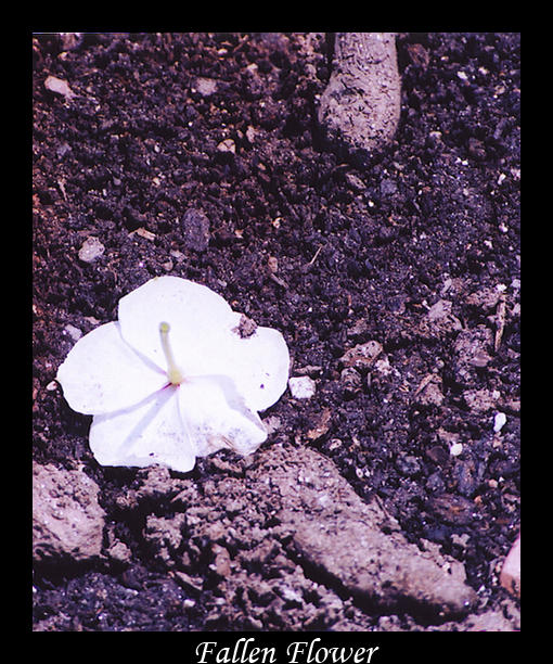 Fallen Flower by ccangel33 on DeviantArt