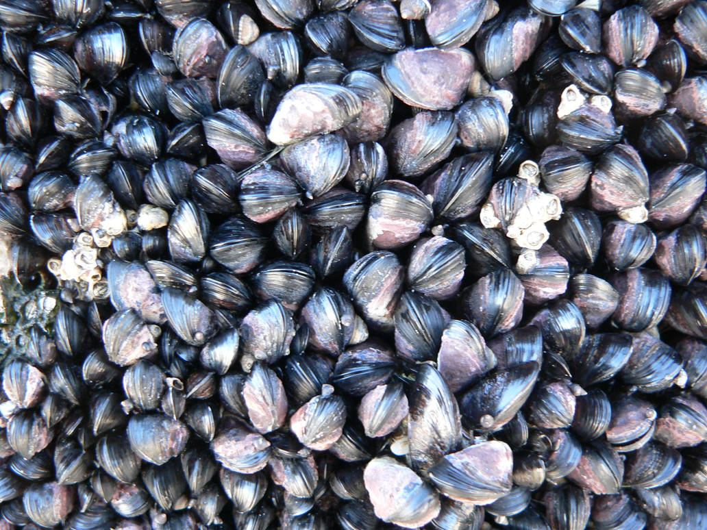 Mussles. by rabidguy on DeviantArt