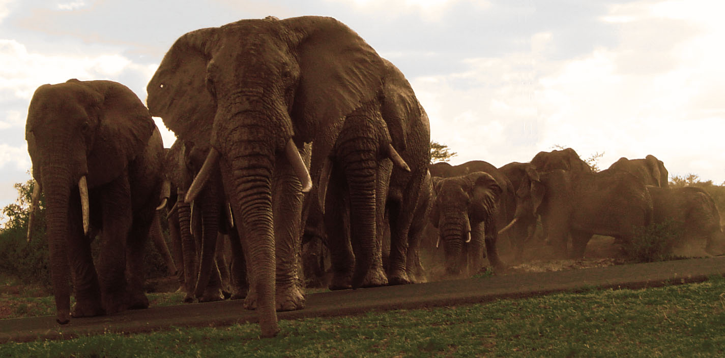 Elephants by LadyLaisidhiel on DeviantArt