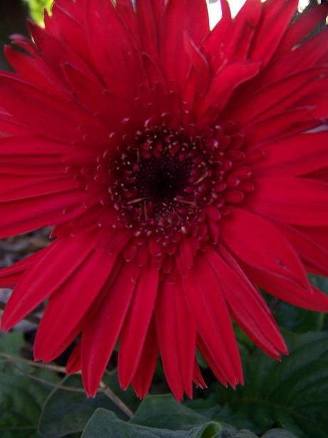 Big red gum by goodcarebear on DeviantArt